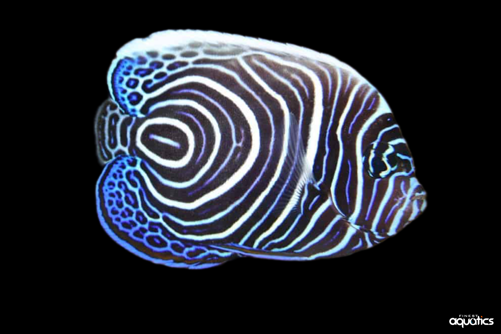 Emperor Angel - Juvenile — Finest Aquatics