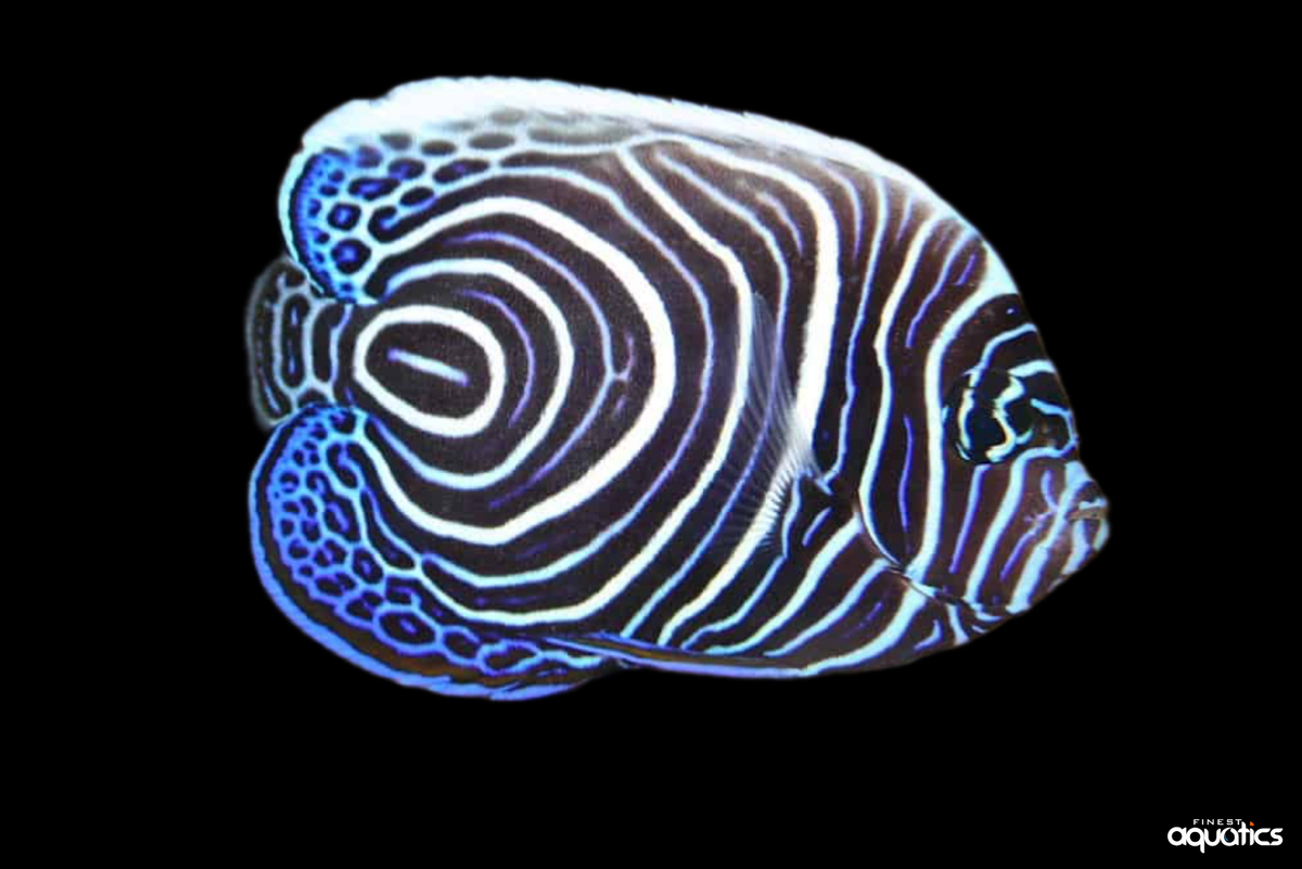Emperor Angel - Juvenile — Finest Aquatics