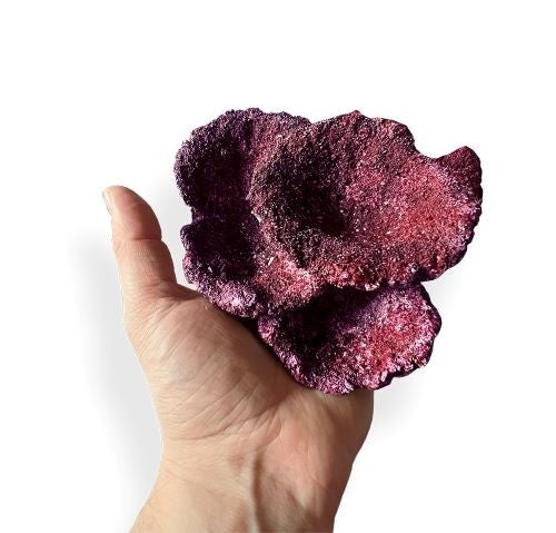Real Reef Rock - Nano Plate Coral (Per Piece) — Finest Aquatics